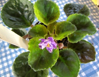 Apache Liberty – bloomlovers.com